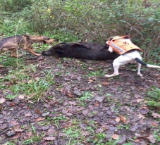 capo muta per cinghiale 